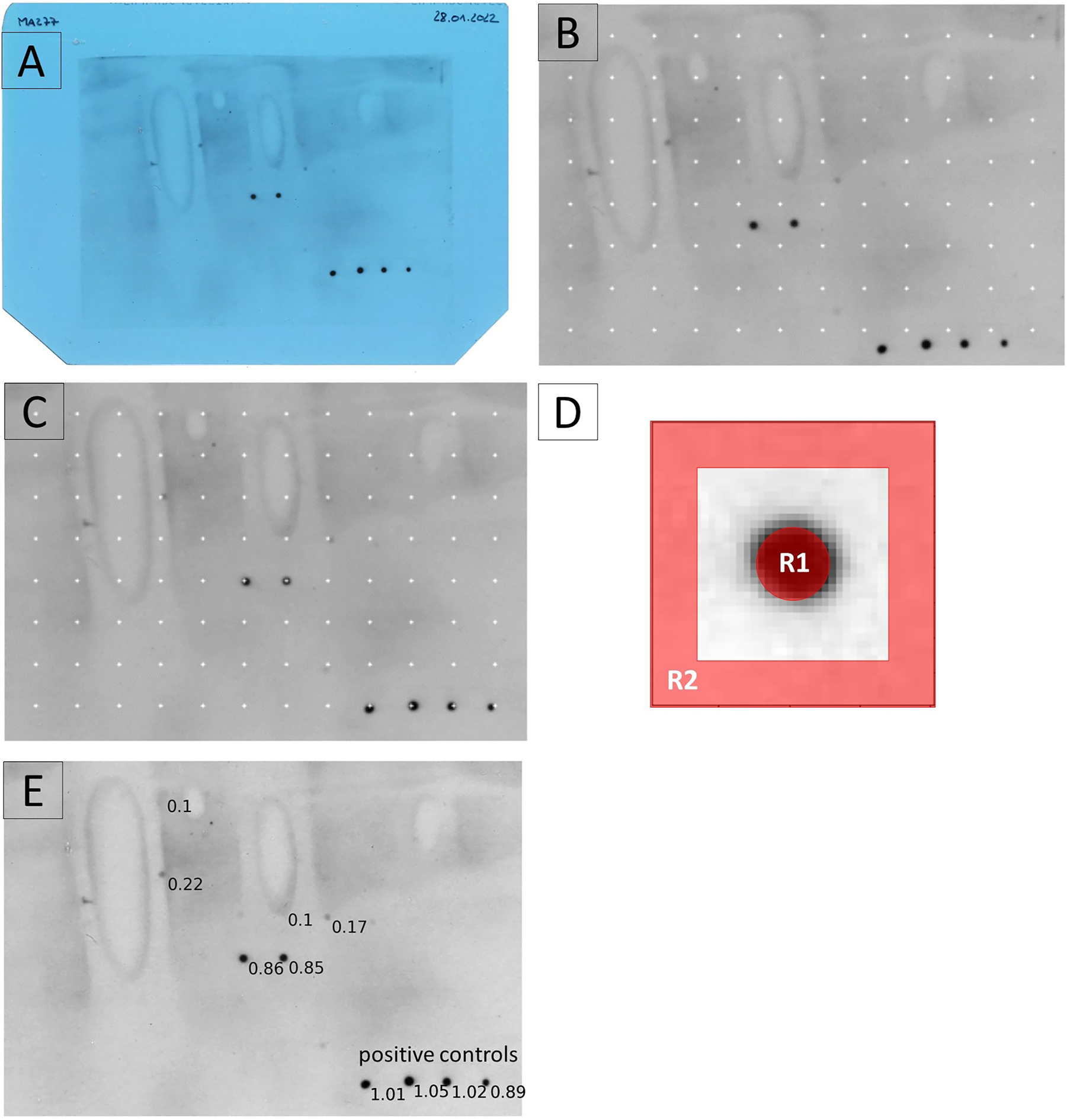 Development of a DNA macroarray for the molecular biological ...