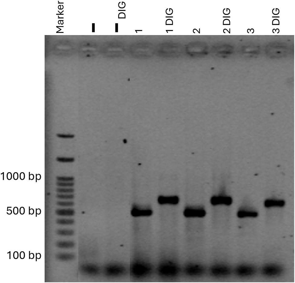 Development of a DNA macroarray for the molecular biological ...