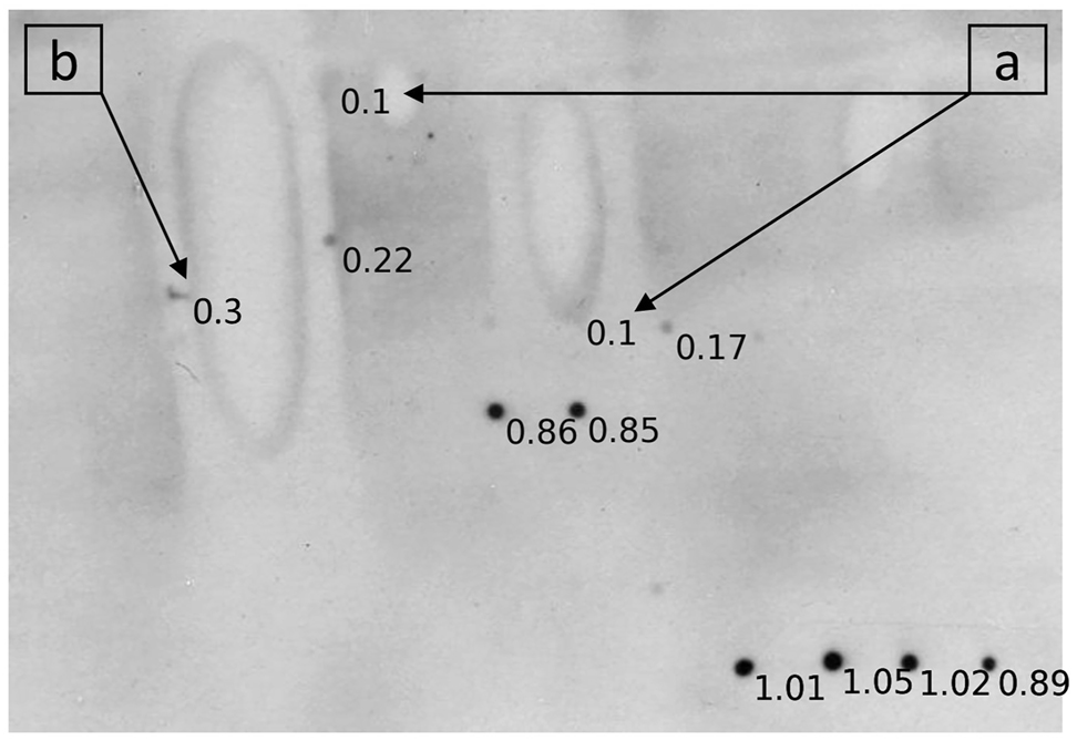 Development of a DNA macroarray for the molecular biological ...