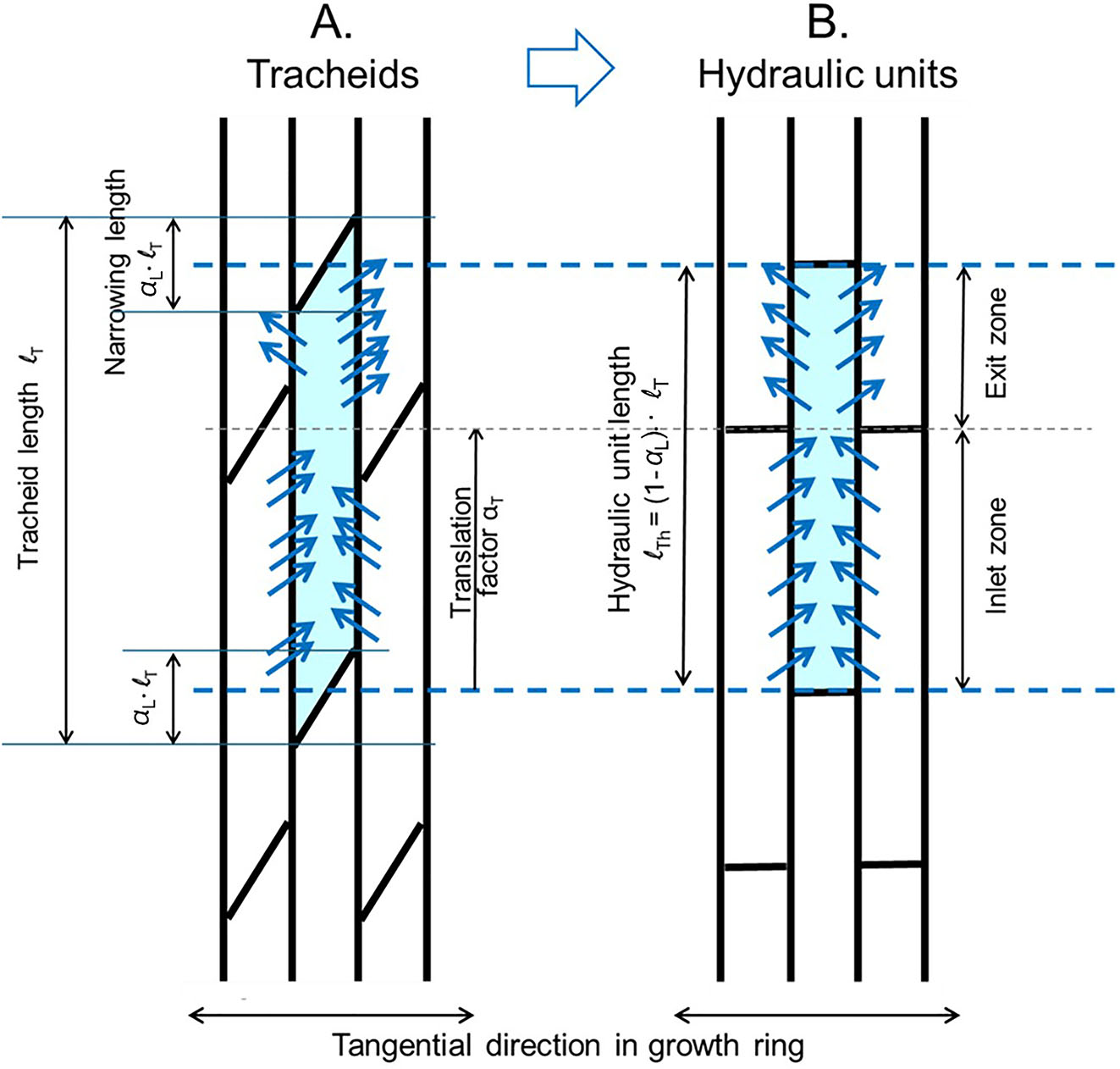 Towards efficient models for hydraulic conductivity in conifer wood ...