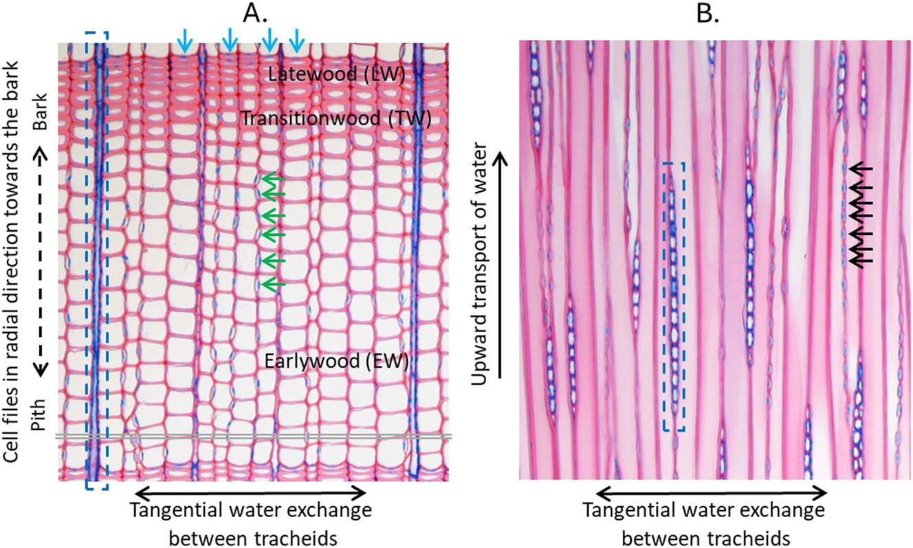 Towards efficient models for hydraulic conductivity in conifer wood ...