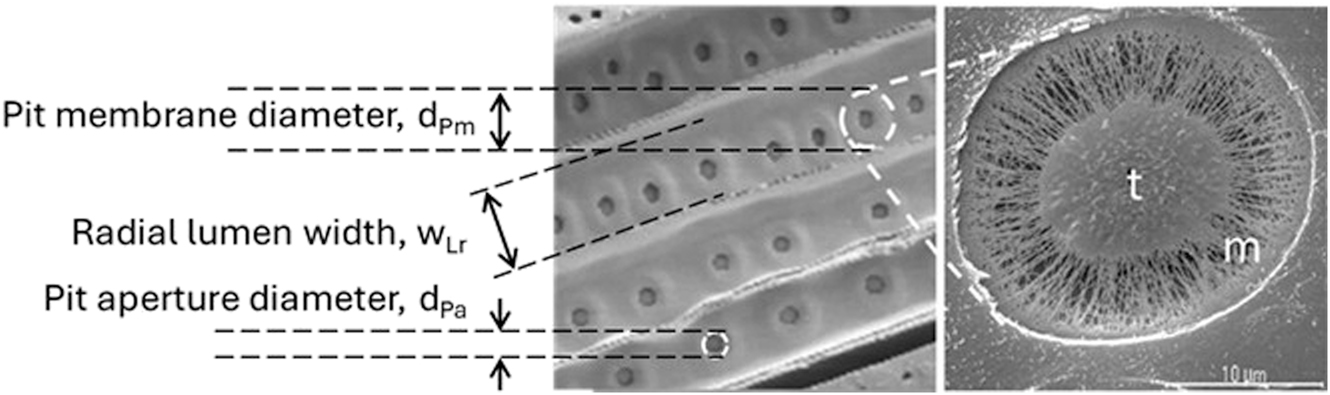 Towards efficient models for hydraulic conductivity in conifer wood ...