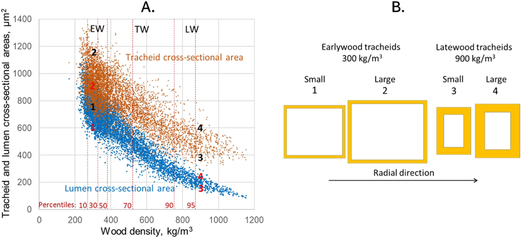 Towards efficient models for hydraulic conductivity in conifer wood ...