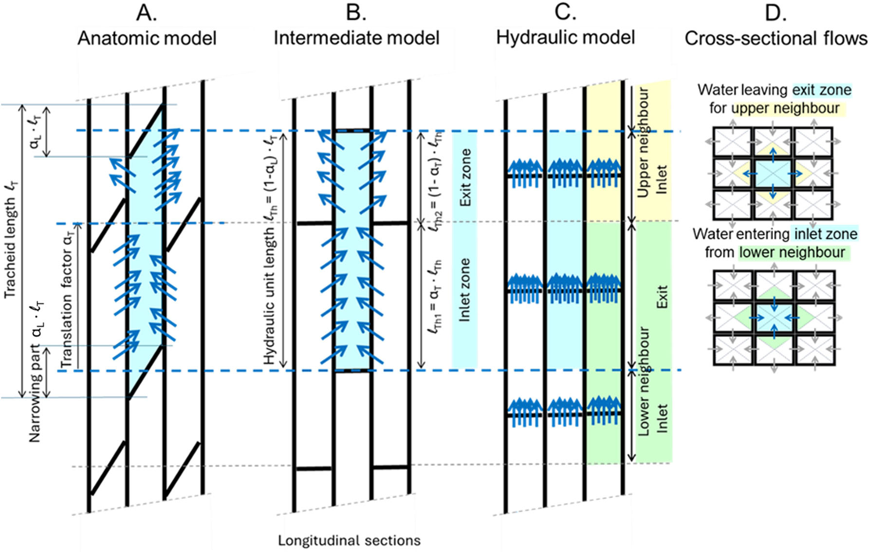 Towards efficient models for hydraulic conductivity in conifer wood ...