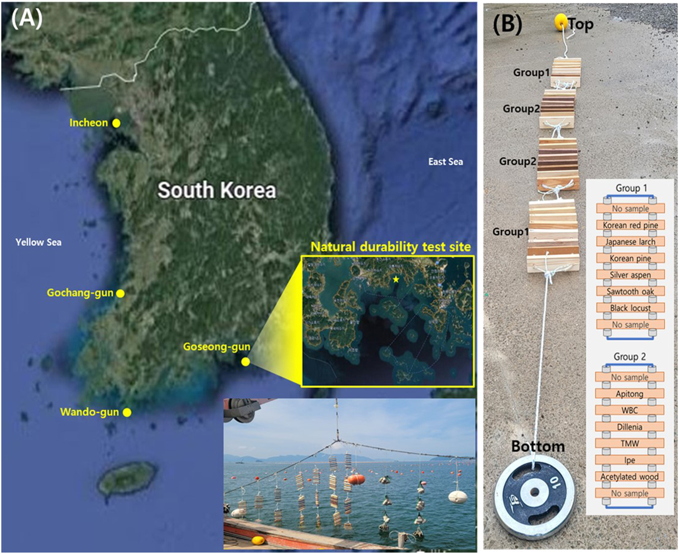 An investigation of marine wood boring organism’s attack on various ...