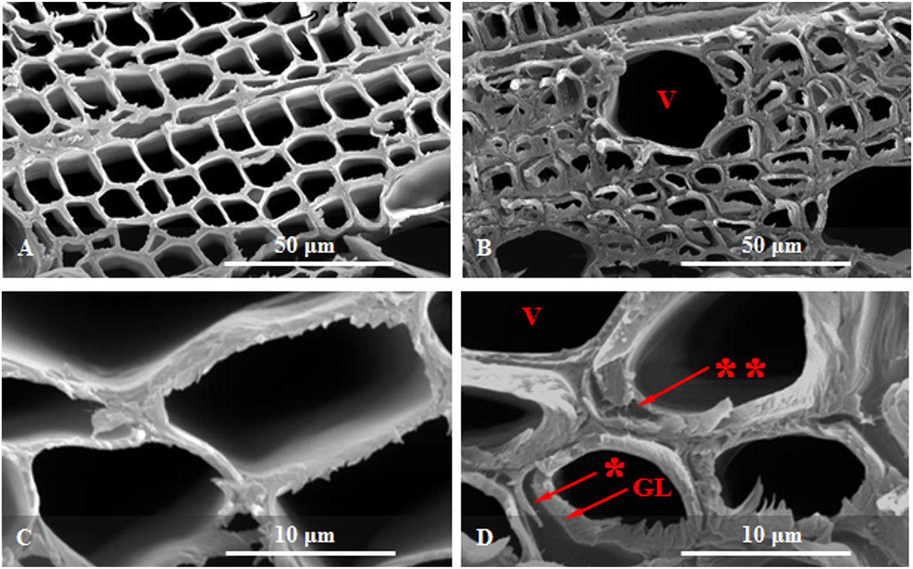 Cell wall structure of tensile flexure wood fibers in Populus x ...