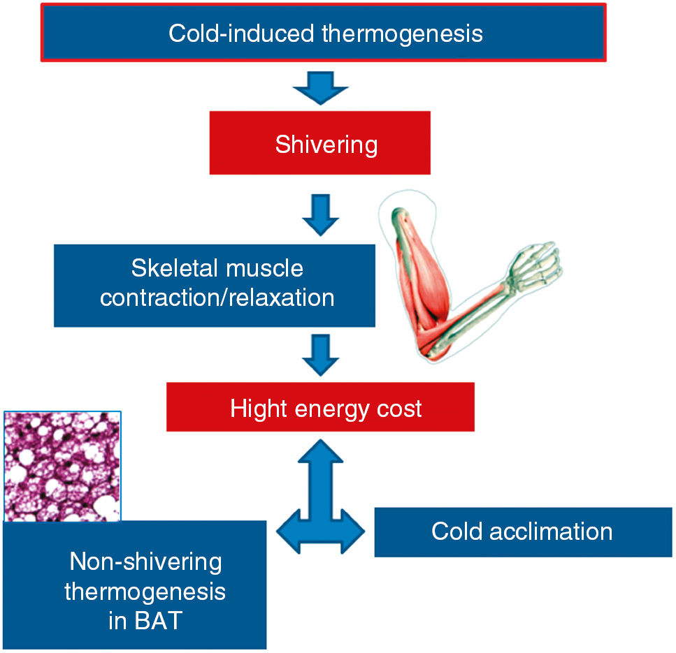 Browning of white adipose tissue: lessons from experimental models