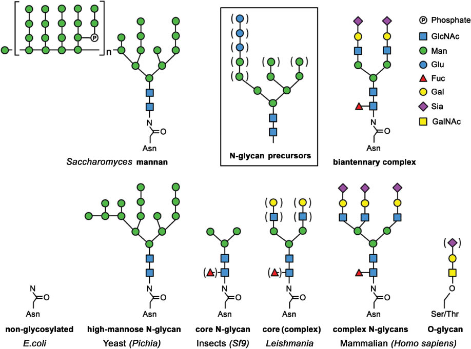 Sweetened kallikrein-related peptidases (KLKs): glycan trees as ...