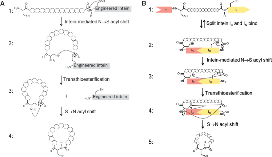 Sortase-mediated backbone cyclization of proteins and peptides