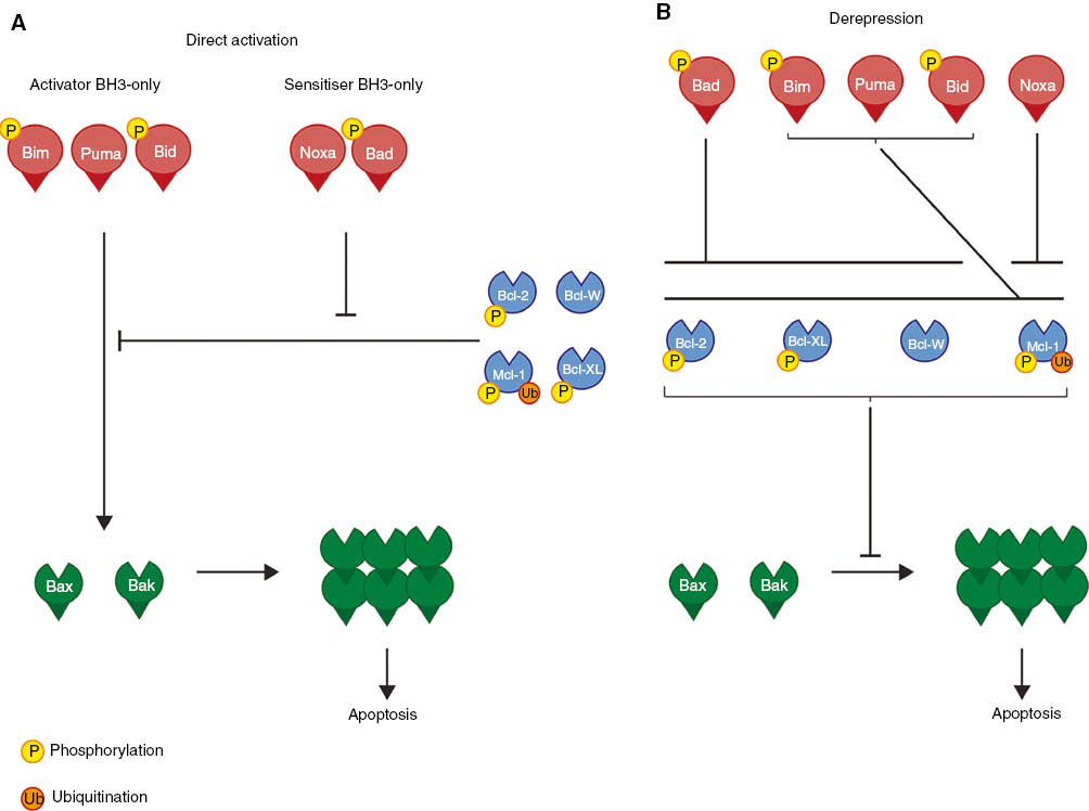 Mitosis and mitochondrial priming for apoptosis