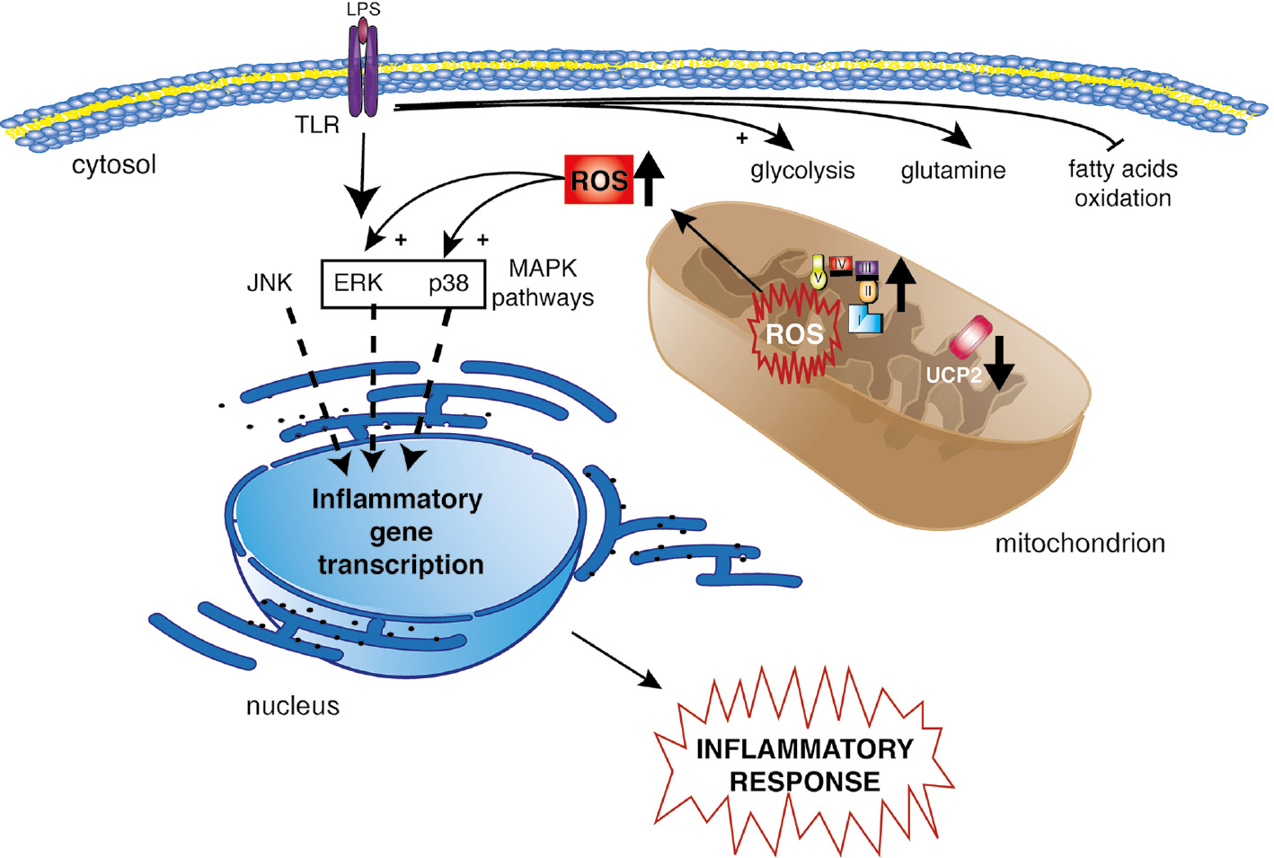 Mitochondrial carriers in inflammation induced by bacterial endotoxin ...