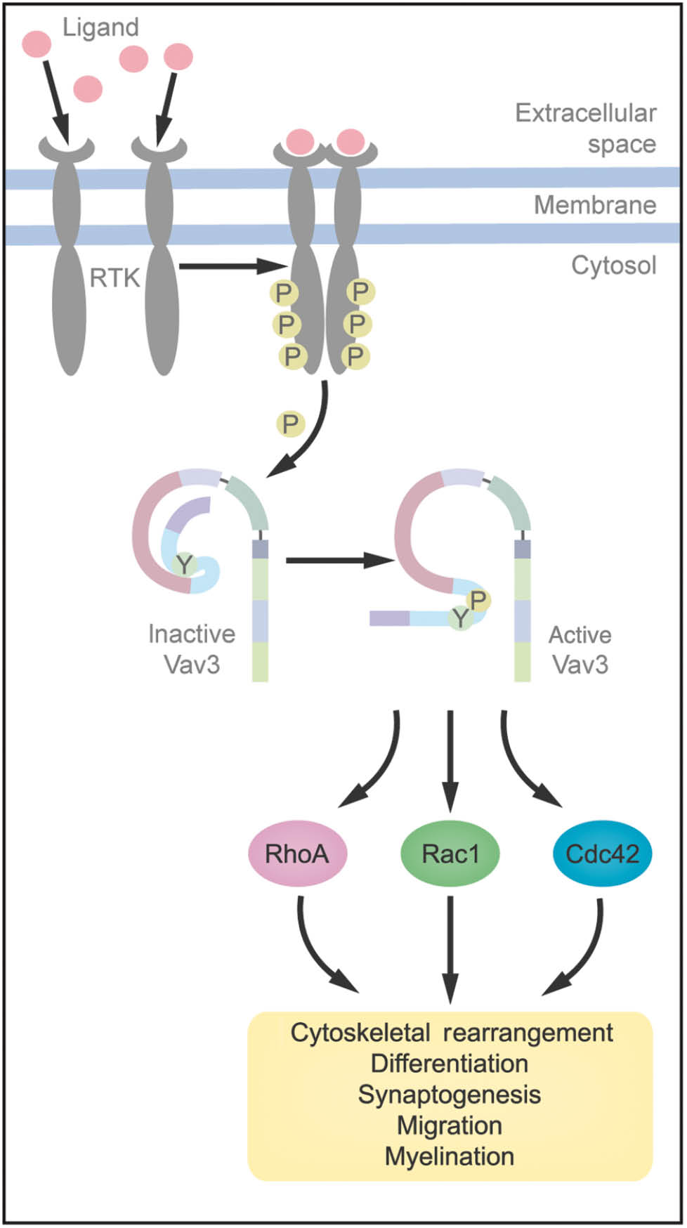 Involvement of the guanine nucleotide exchange factor Vav3 in central ...