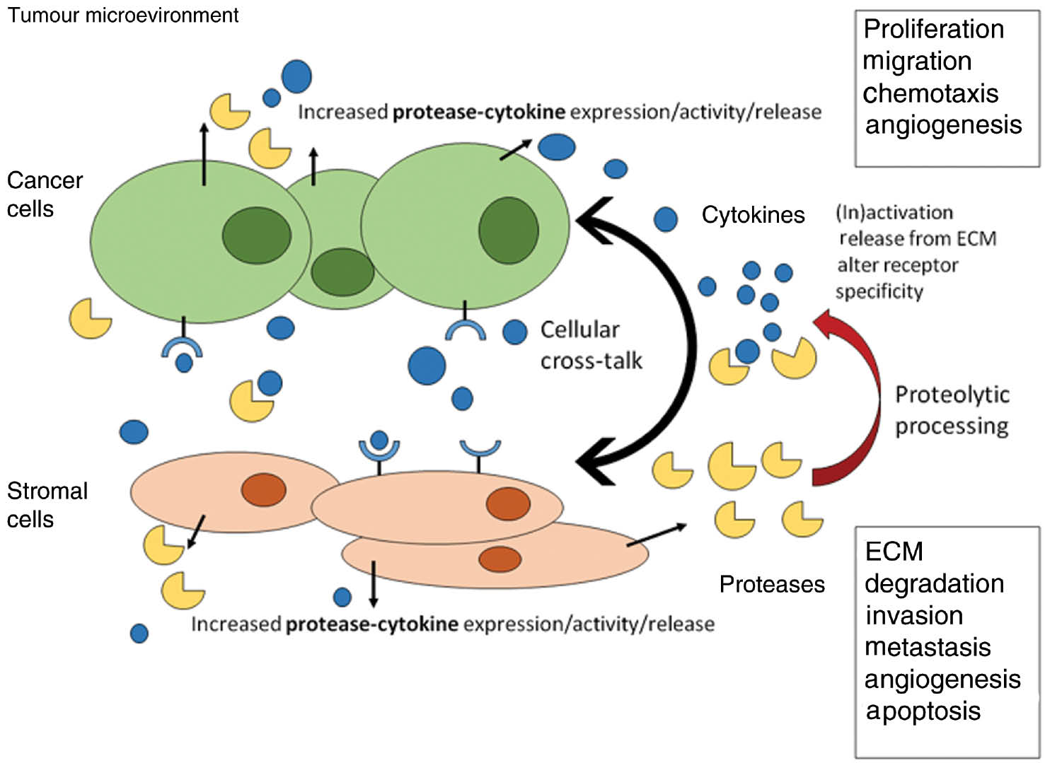Proteases and cytokines as mediators of interactions between cancer and ...