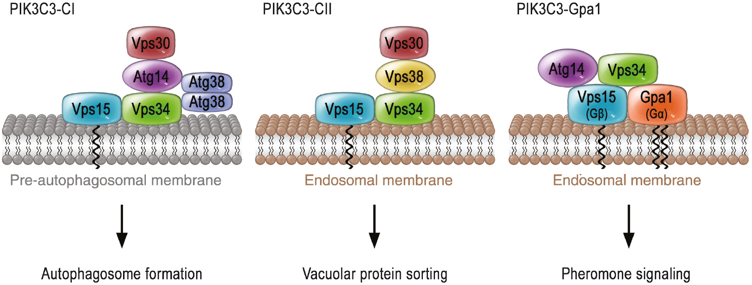 The class III phosphatidylinositol 3-kinase Vps34 in Saccharomyces ...