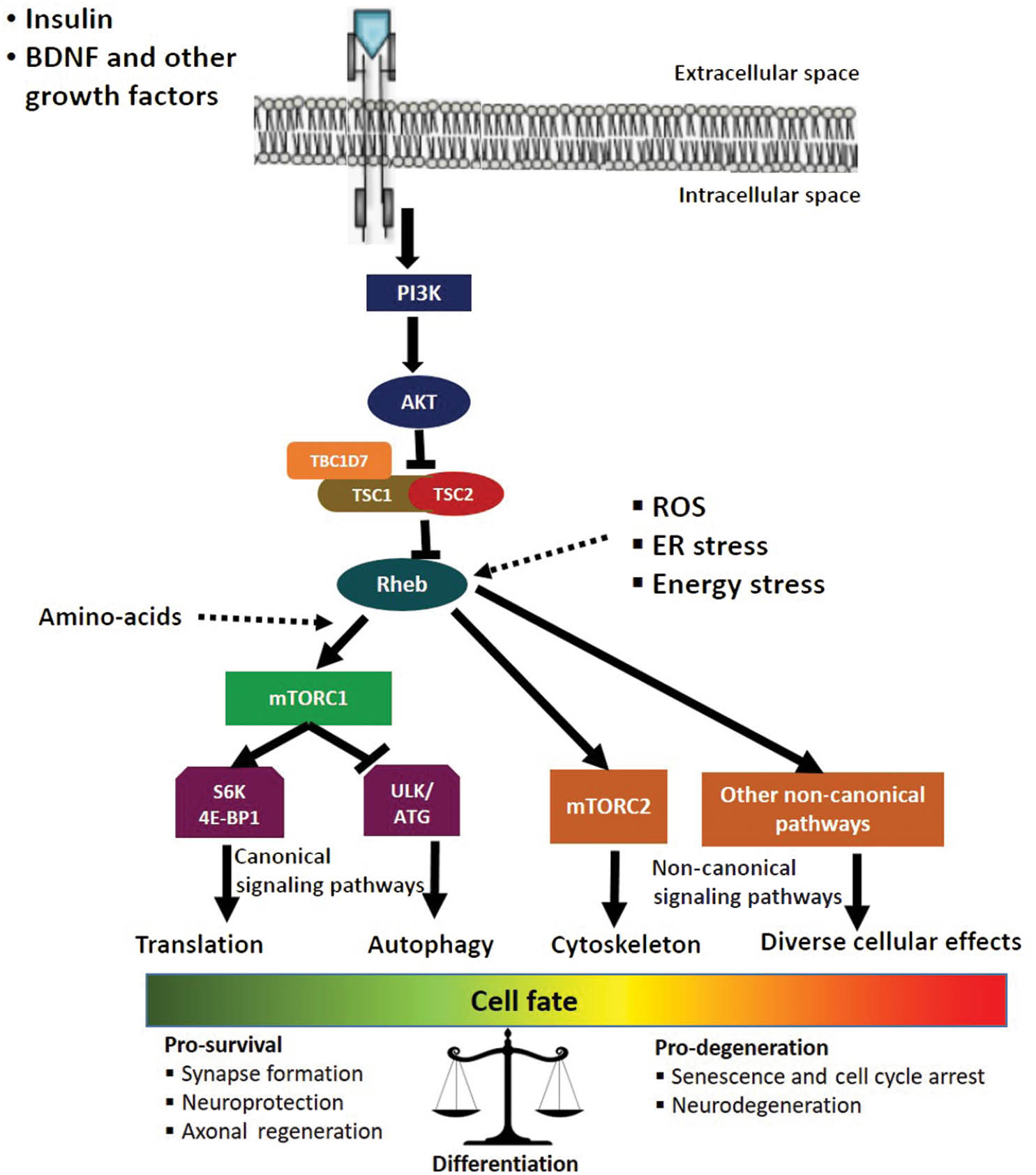 Rheb in neuronal degeneration, regeneration, and connectivity