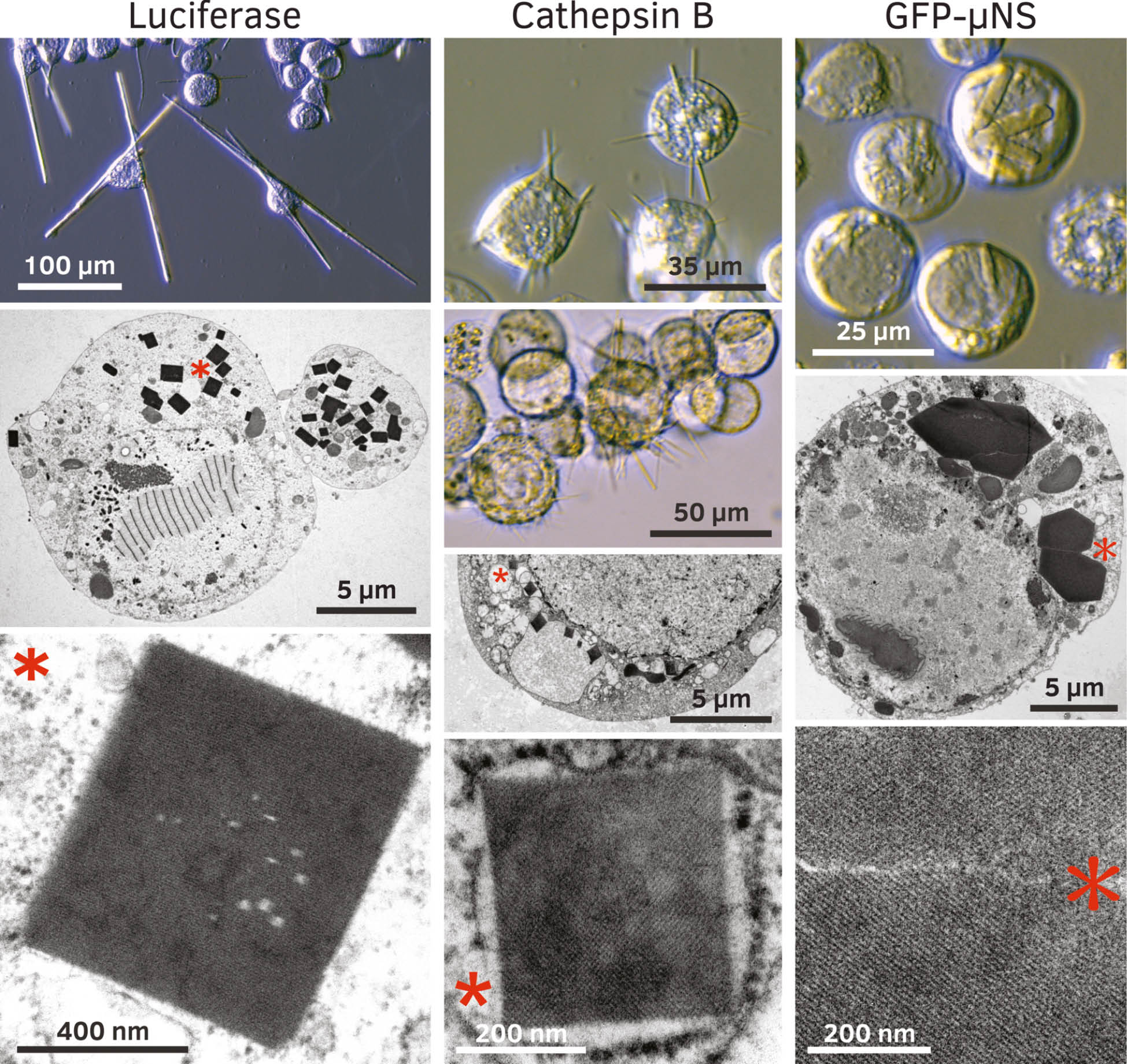 Protein crystallization in living cells