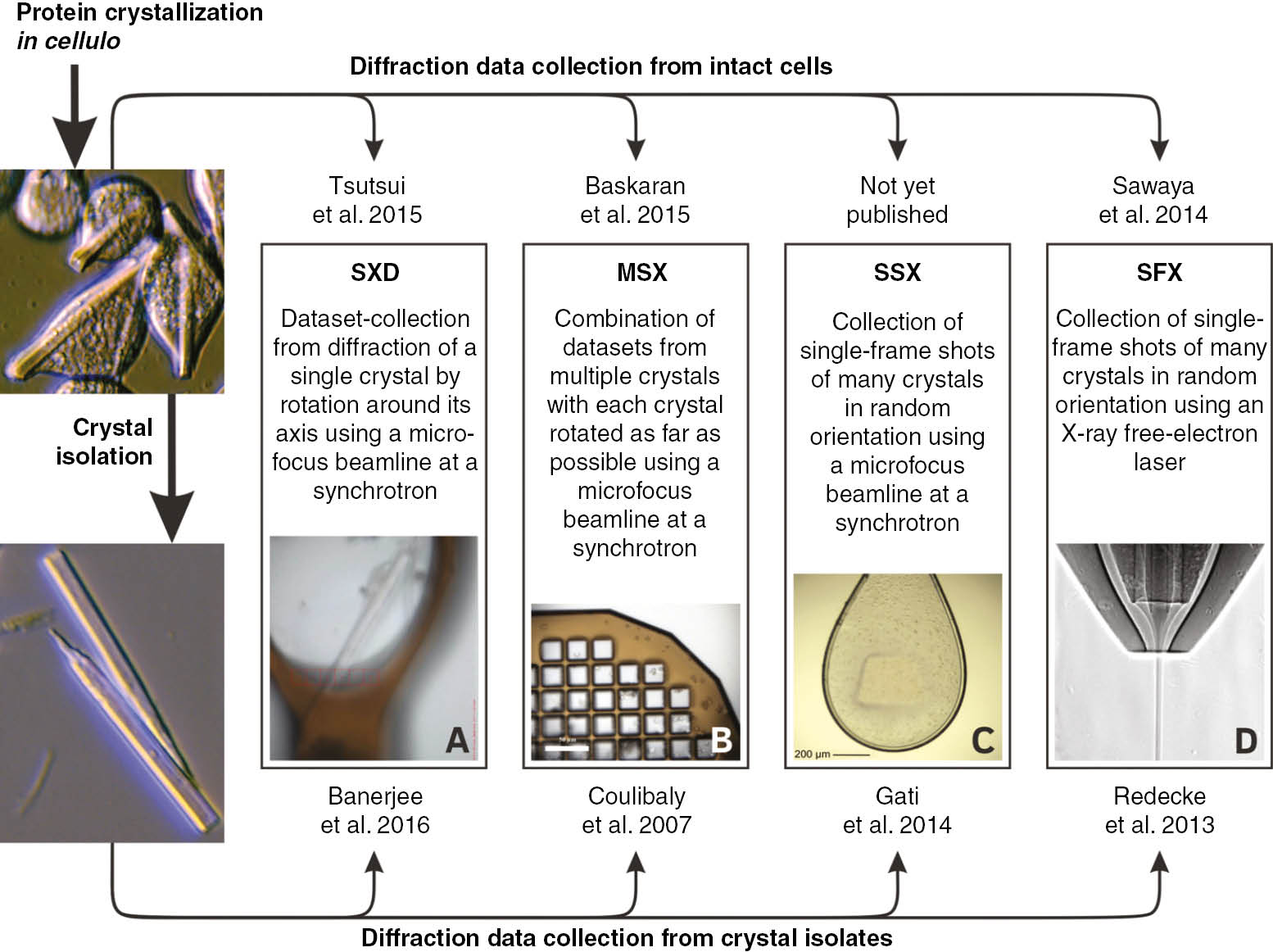 Protein crystallization in living cells