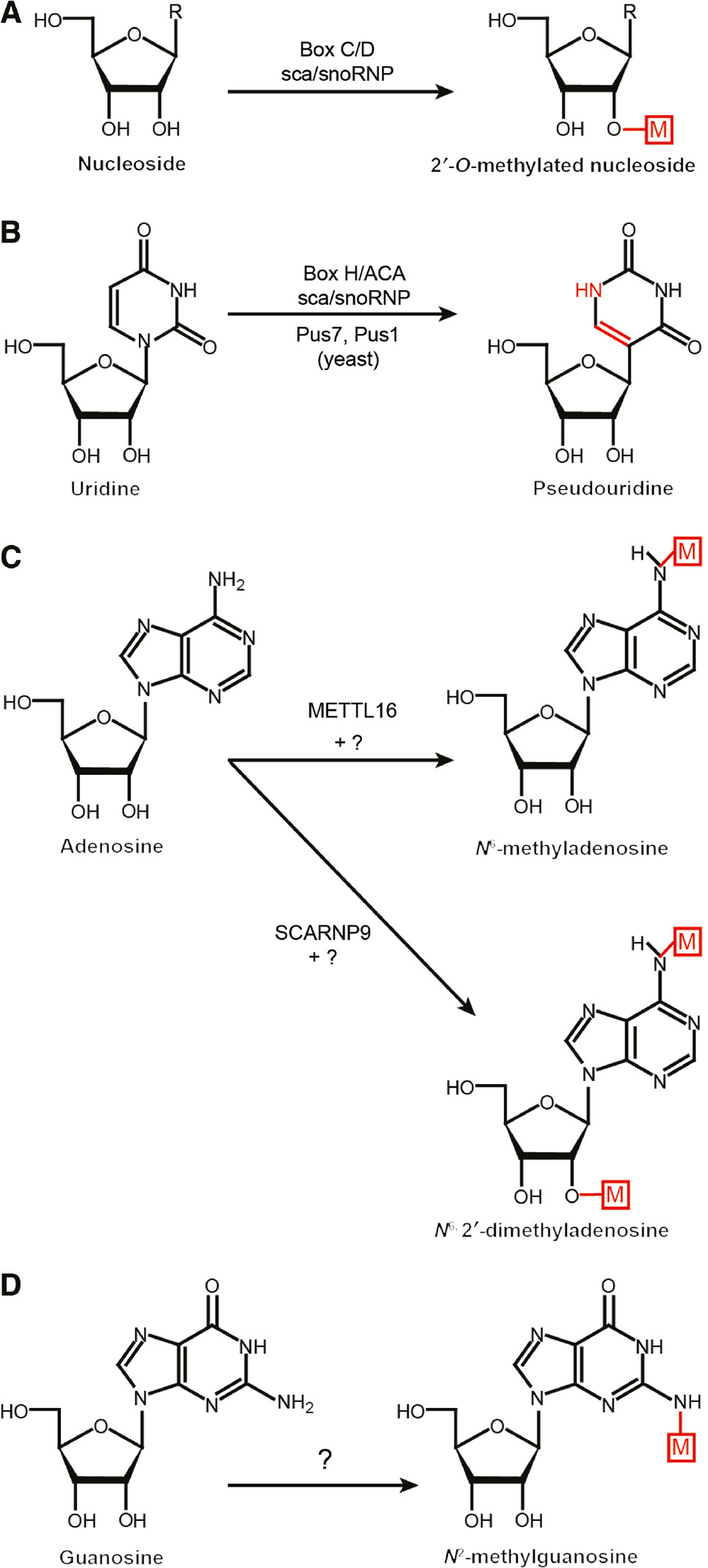 Modifications in small nuclear RNAs and their roles in spliceosome ...