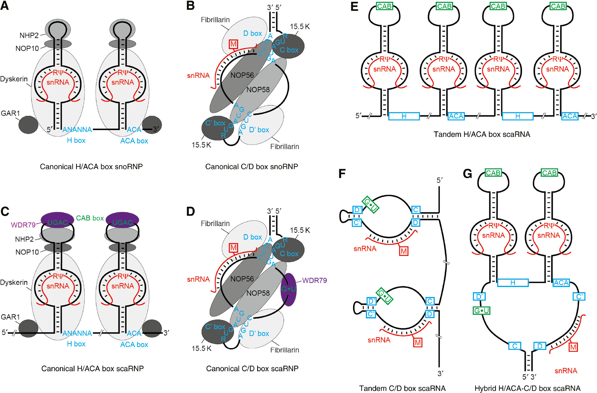 Modifications in small nuclear RNAs and their roles in spliceosome ...