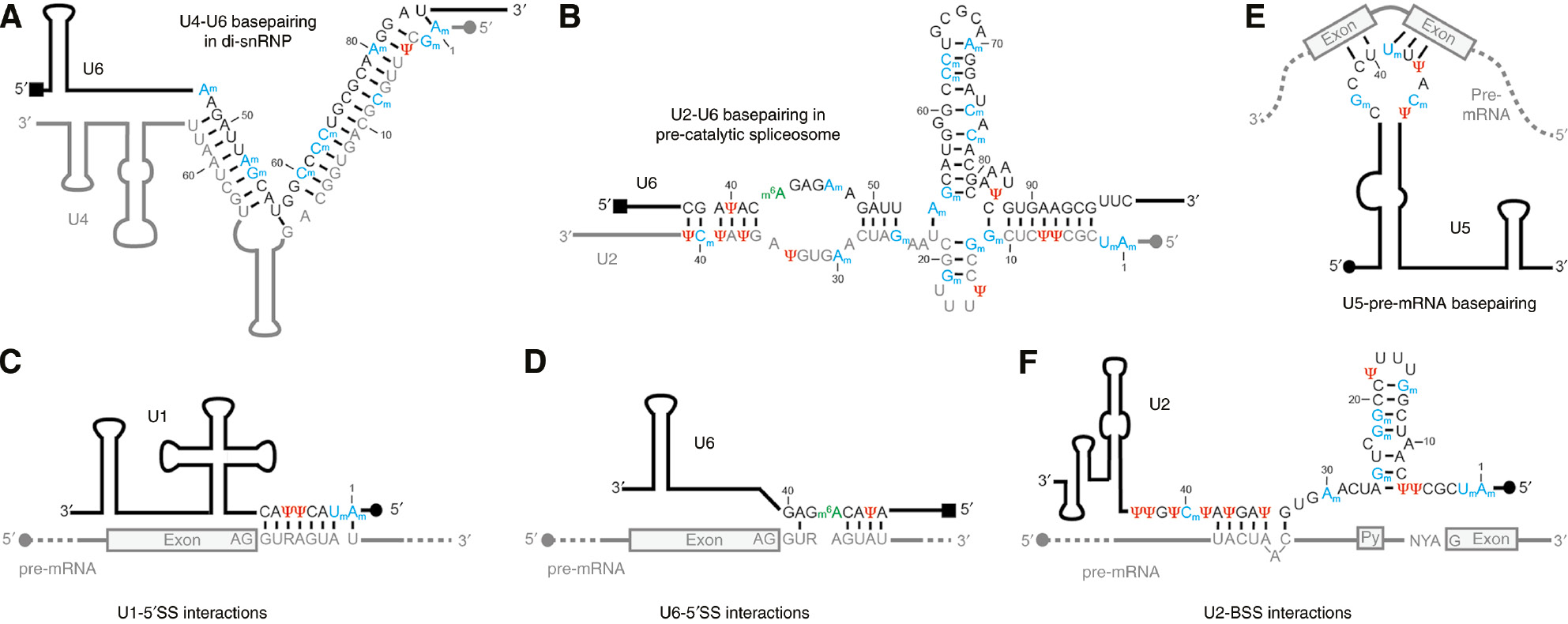 Modifications in small nuclear RNAs and their roles in spliceosome ...