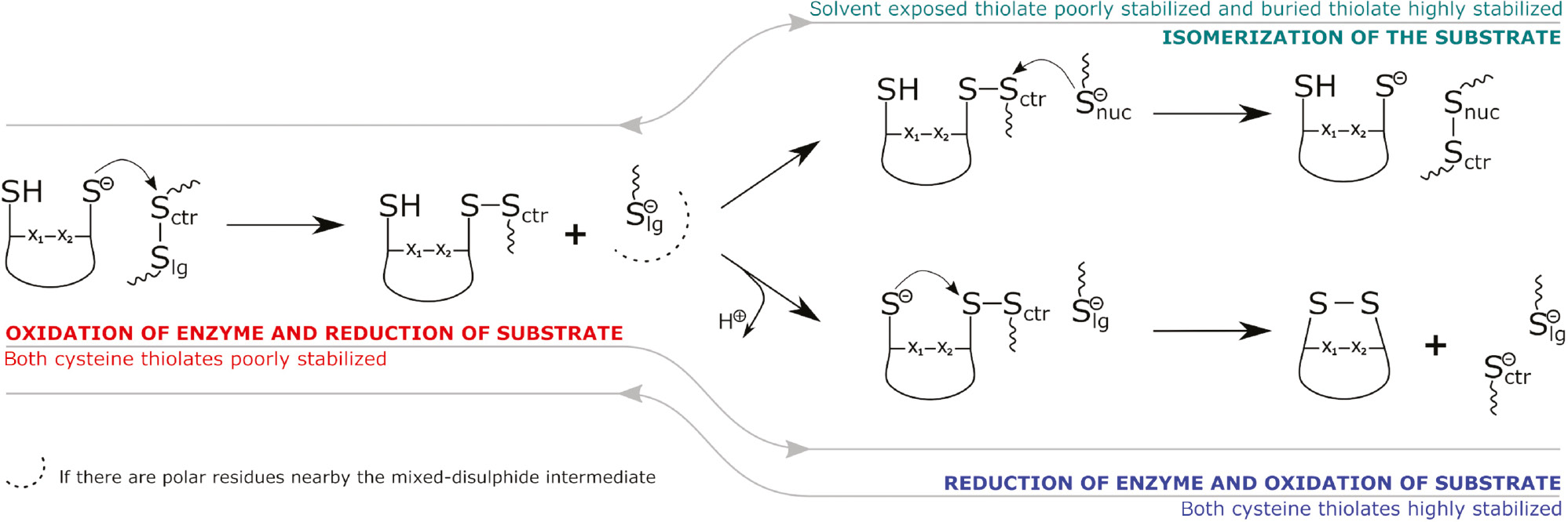 Structural and mechanistic aspects of S-S bonds in the thioredoxin-like ...