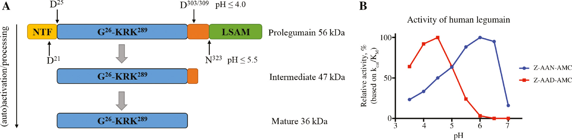 Recent advances in the development of legumain-selective ...