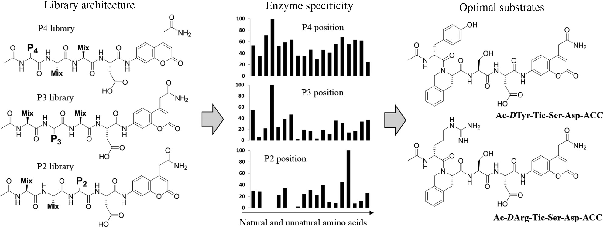 Recent advances in the development of legumain-selective ...
