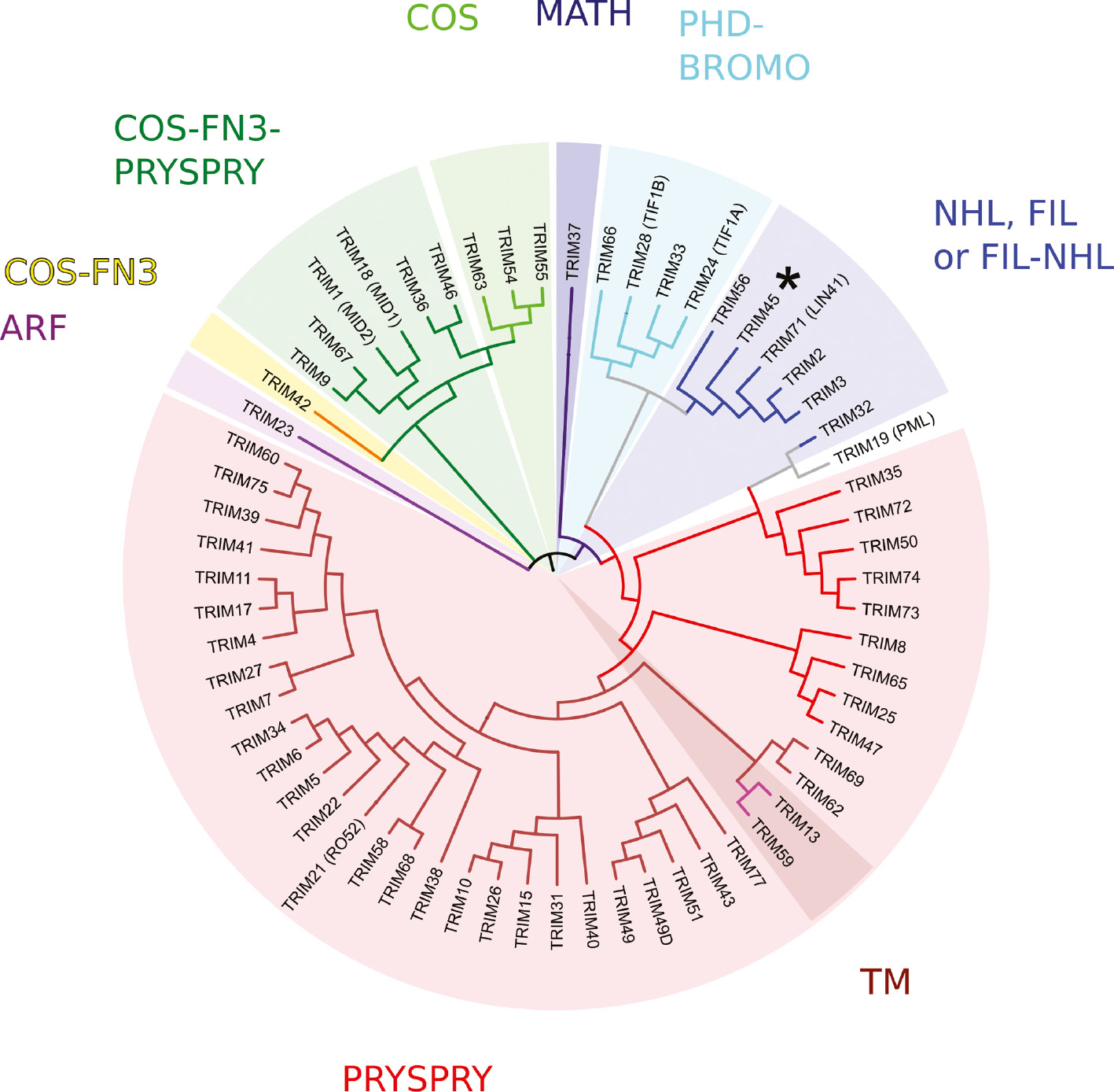 Emerging RNA-binding roles in the TRIM family of ubiquitin ligases