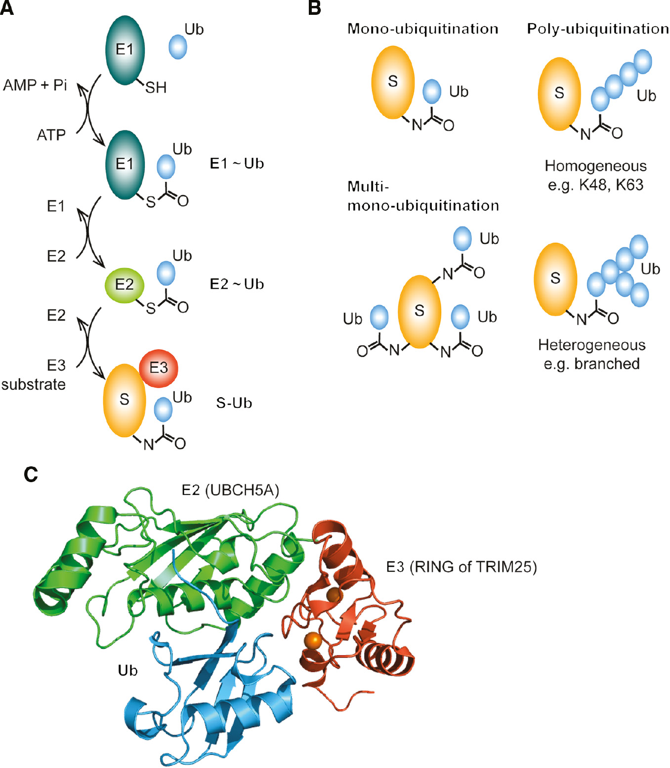Emerging RNA-binding roles in the TRIM family of ubiquitin ligases