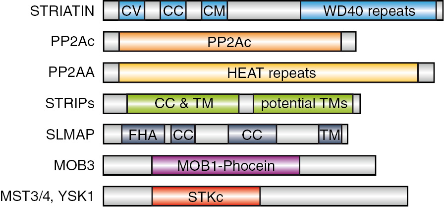 STRIPAK, a highly conserved signaling complex, controls multiple ...