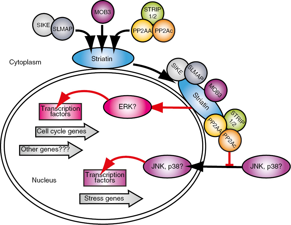 STRIPAK, a highly conserved signaling complex, controls multiple ...