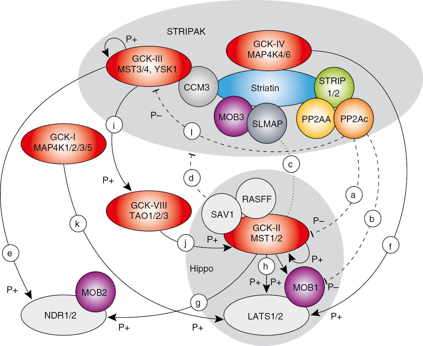 STRIPAK, a highly conserved signaling complex, controls multiple ...