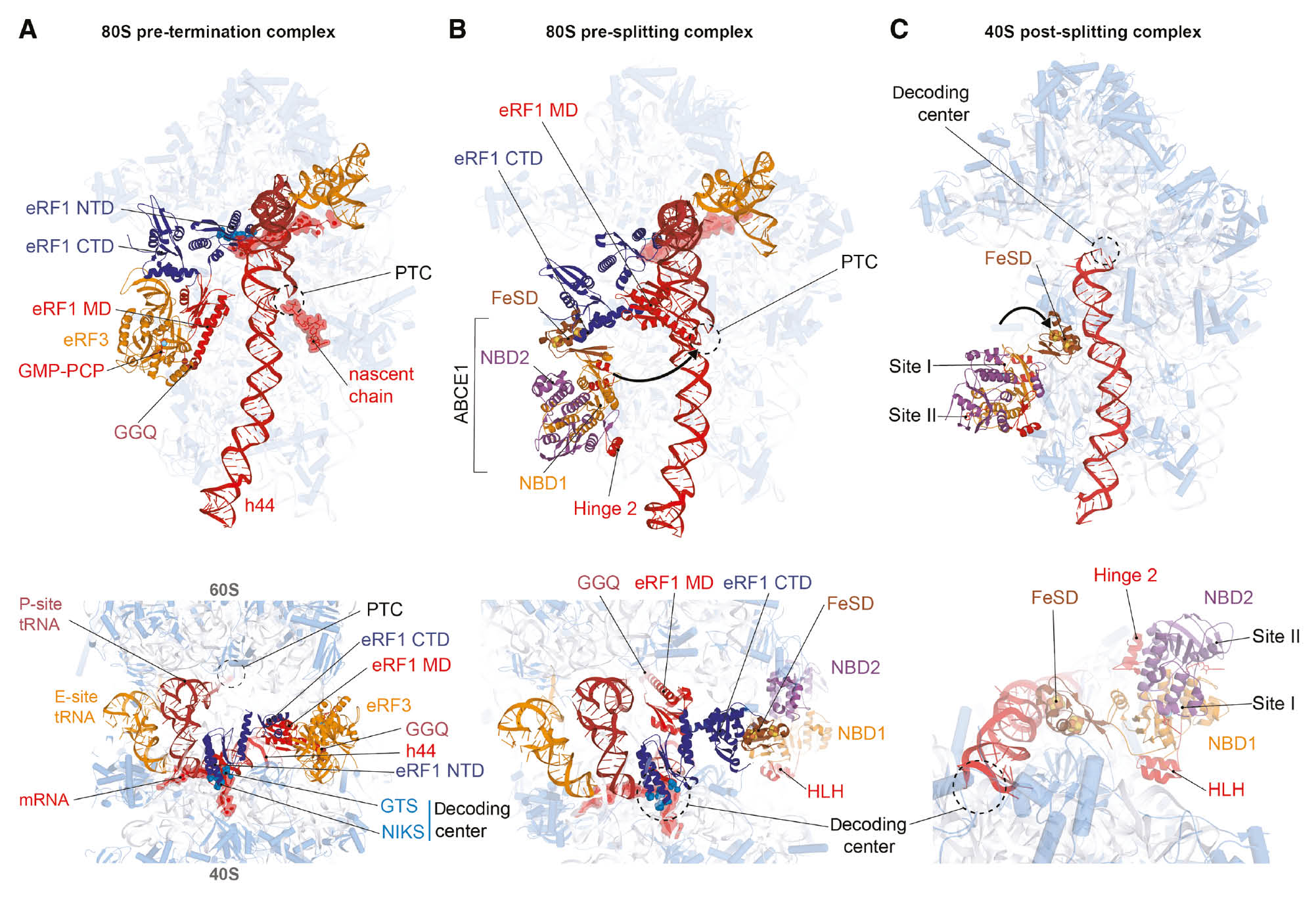 Ribosome recycling in mRNA translation, quality control, and homeostasis