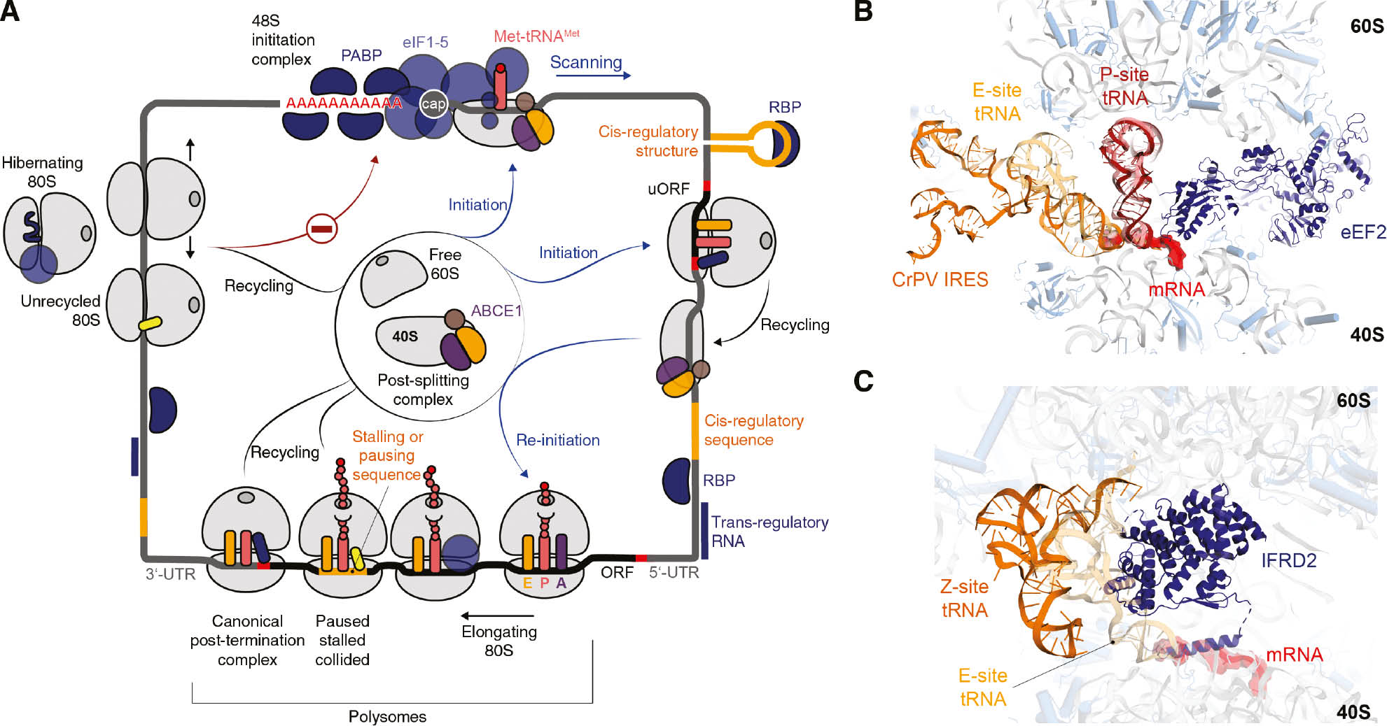 Ribosome recycling in mRNA translation, quality control, and homeostasis