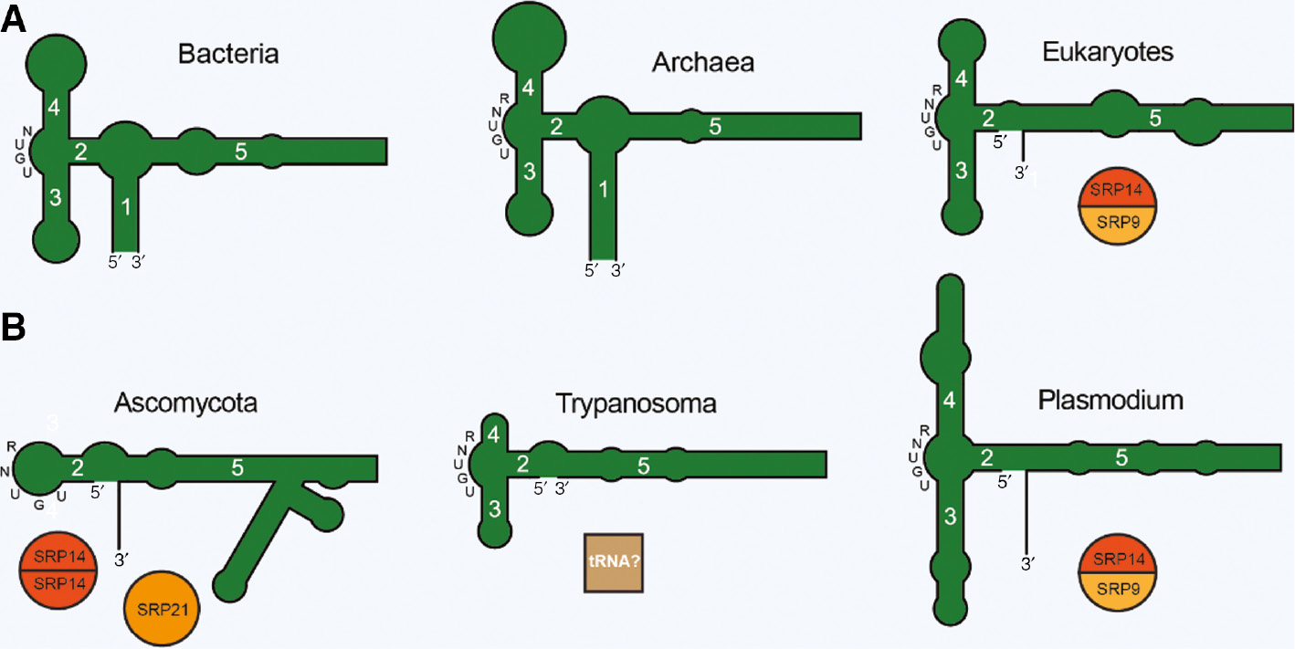 Structure, dynamics and interactions of large SRP variants