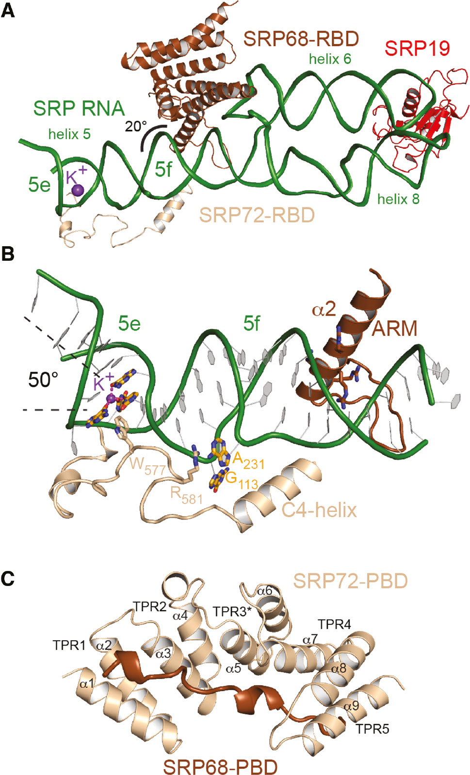 Structure, dynamics and interactions of large SRP variants