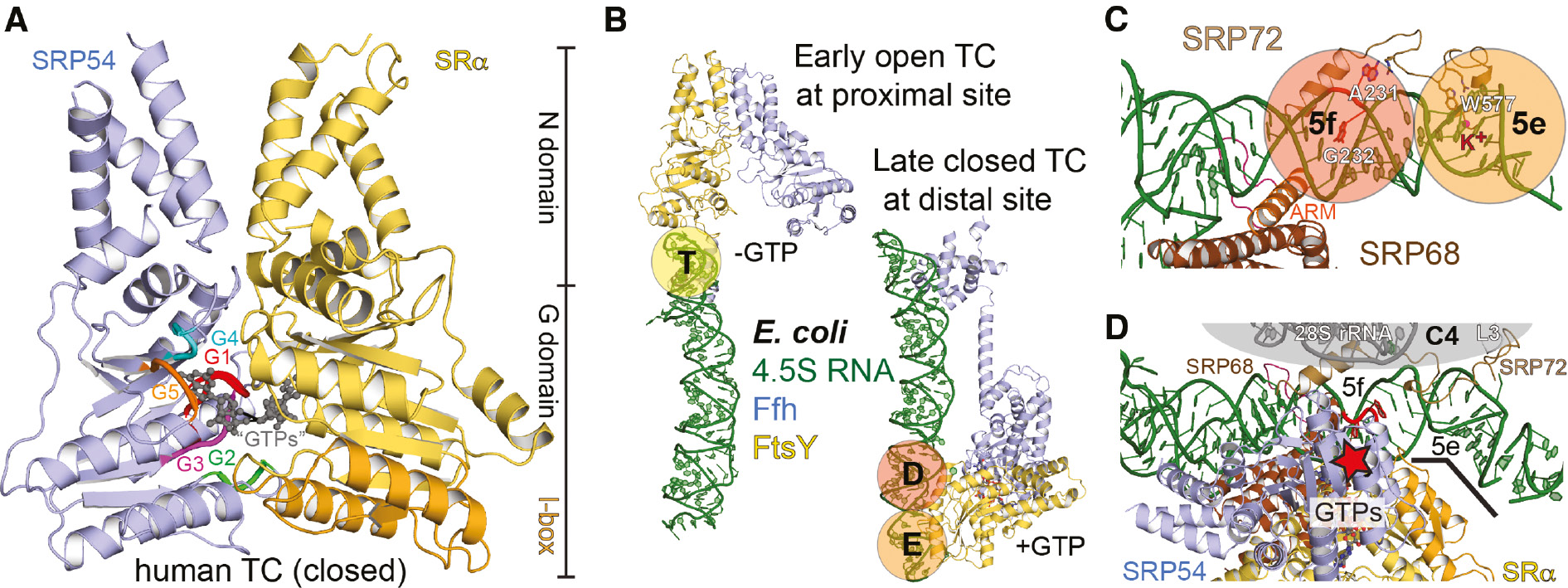 Structure, dynamics and interactions of large SRP variants
