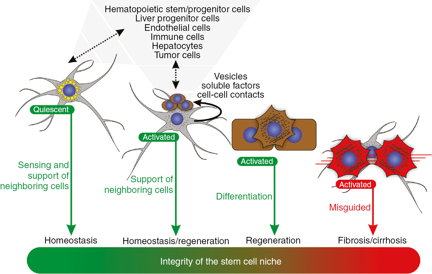 Space of Disse: a stem cell niche in the liver