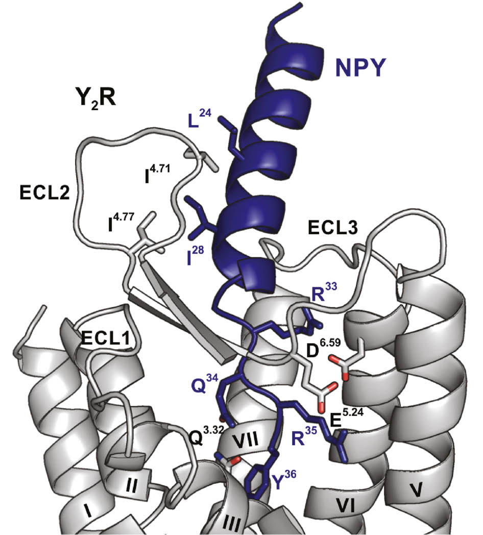 Structural investigations of cell-free expressed G protein-coupled ...