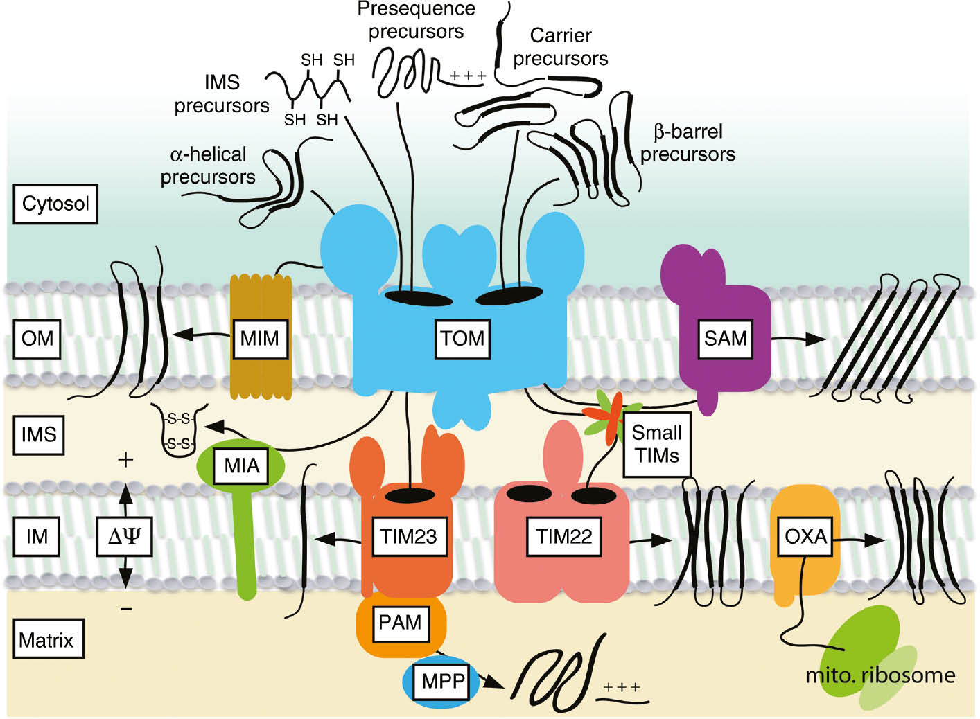Coupling of import and assembly pathways in mitochondrial protein ...