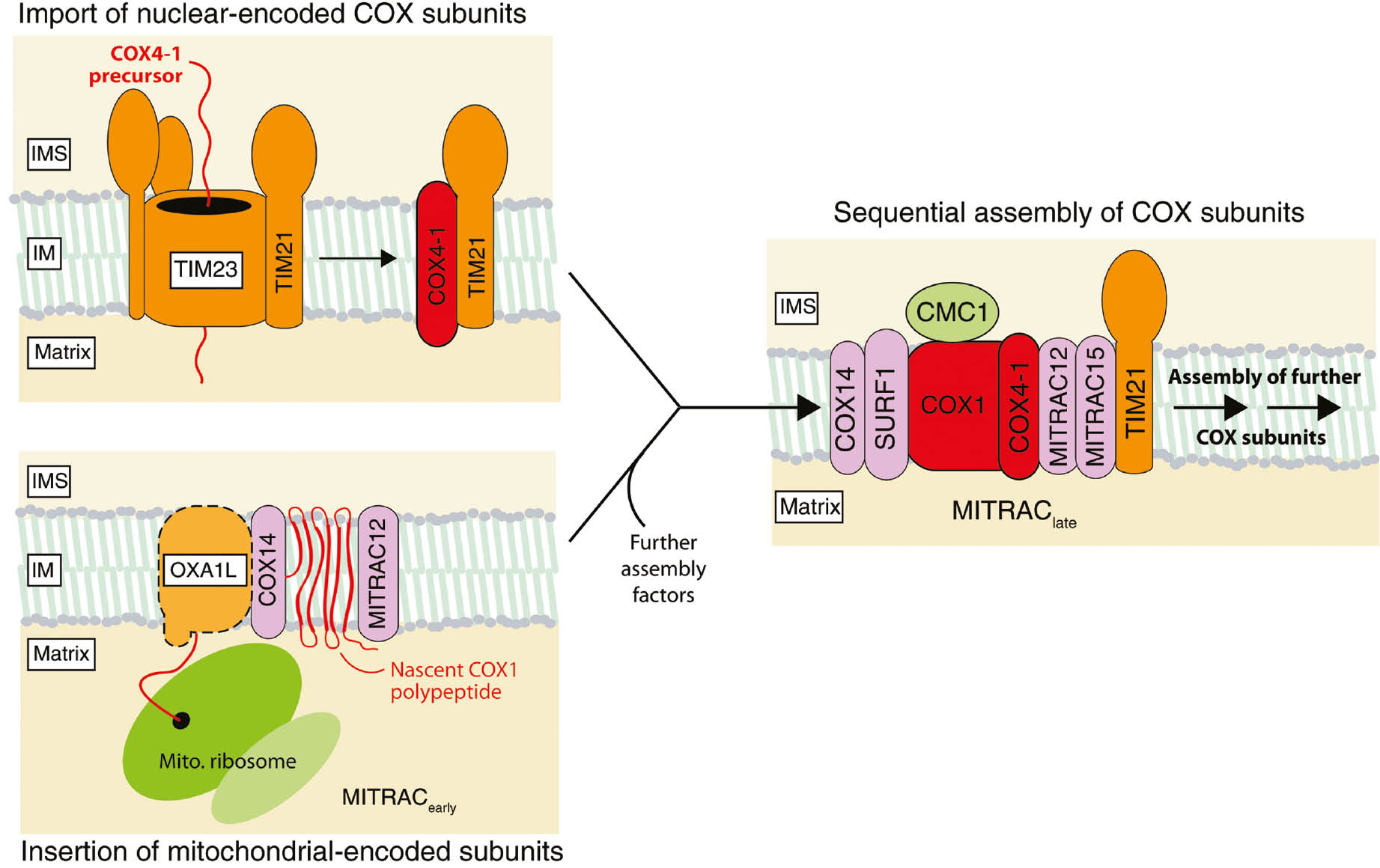 Coupling of import and assembly pathways in mitochondrial protein ...