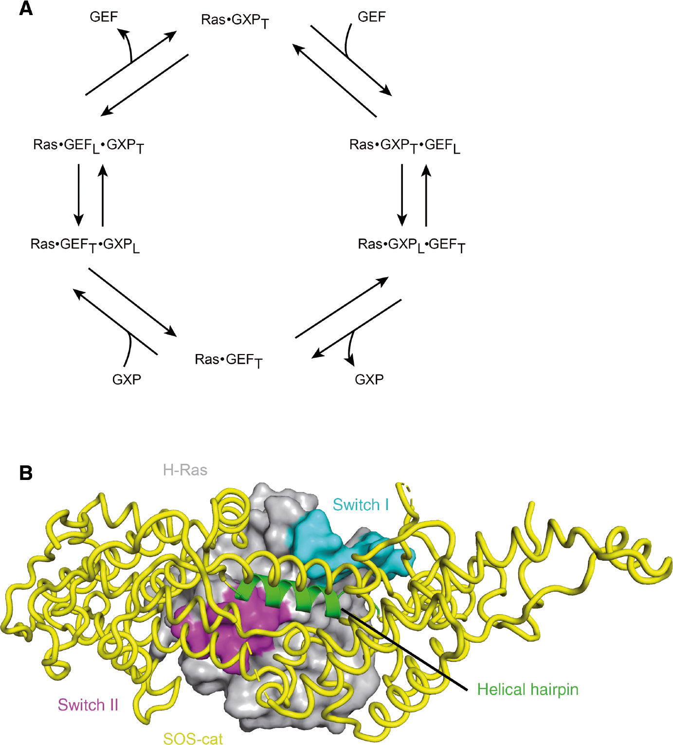 The Ras switch in structural and historical perspective