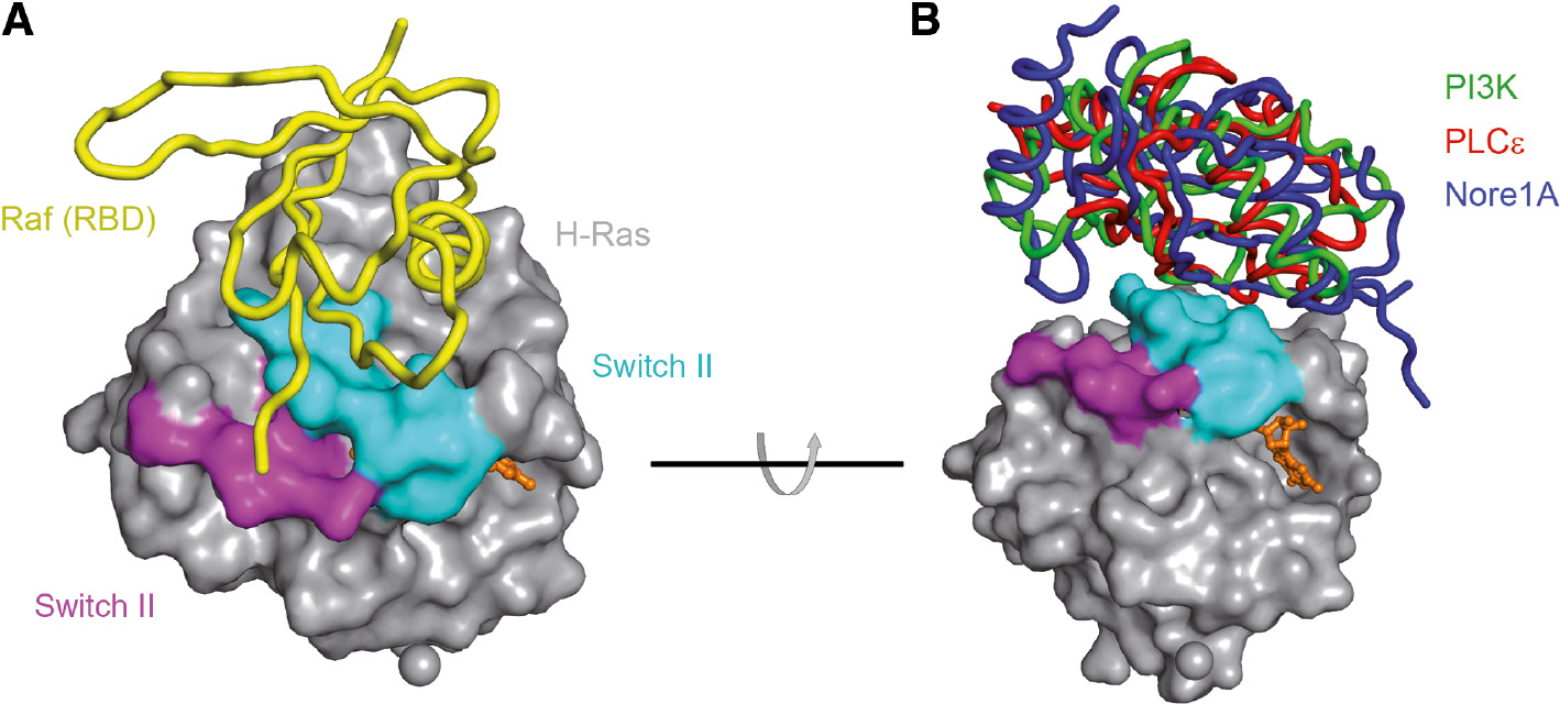 The Ras switch in structural and historical perspective