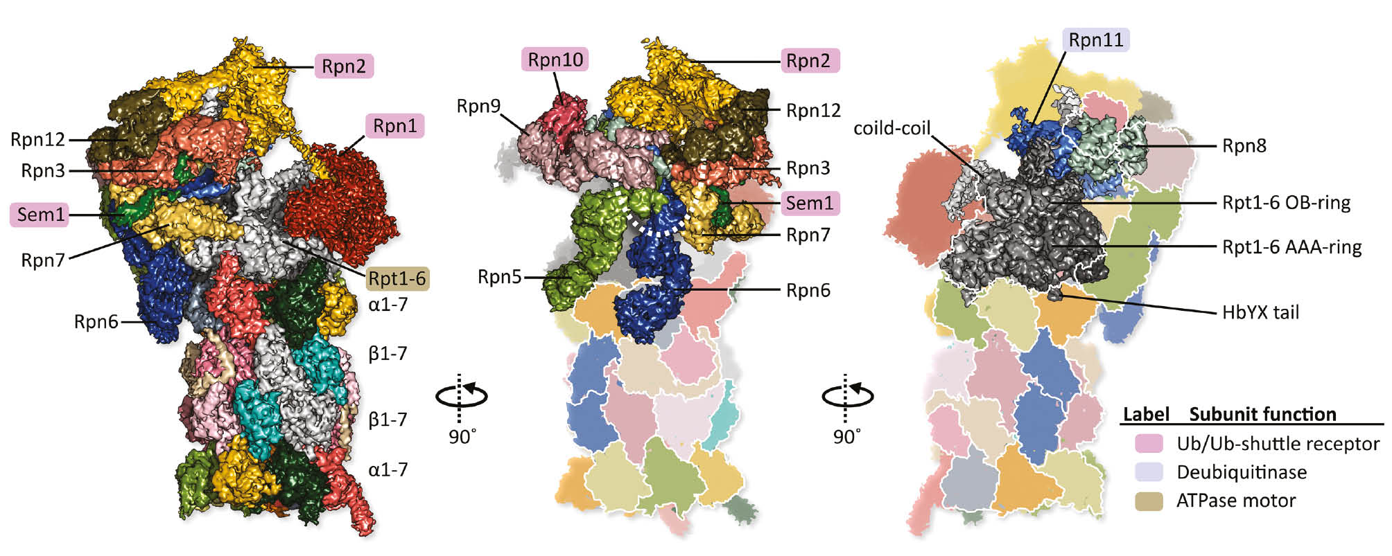 Proteasomes: unfoldase-assisted protein degradation machines