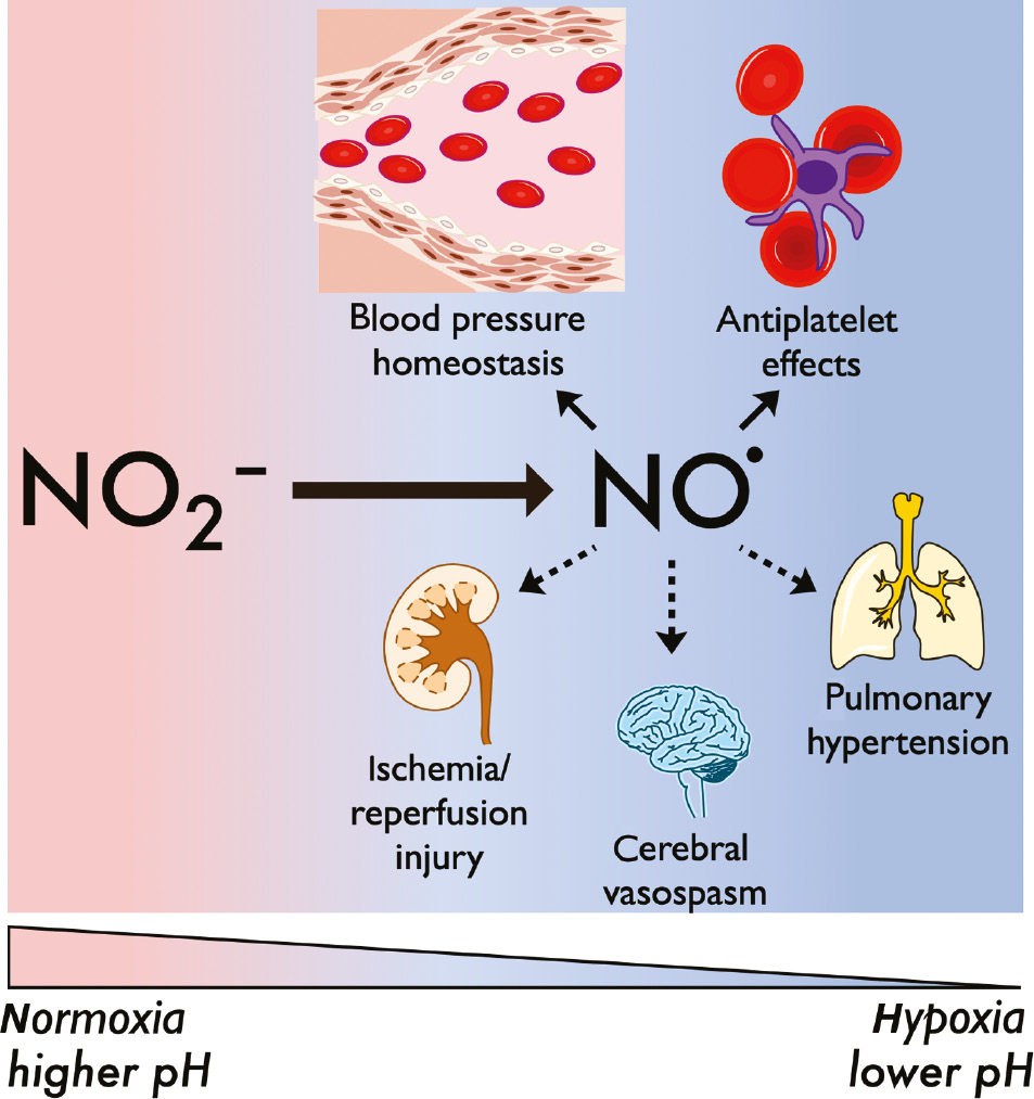 Inorganic nitrite bioactivation and role in physiological signaling and ...