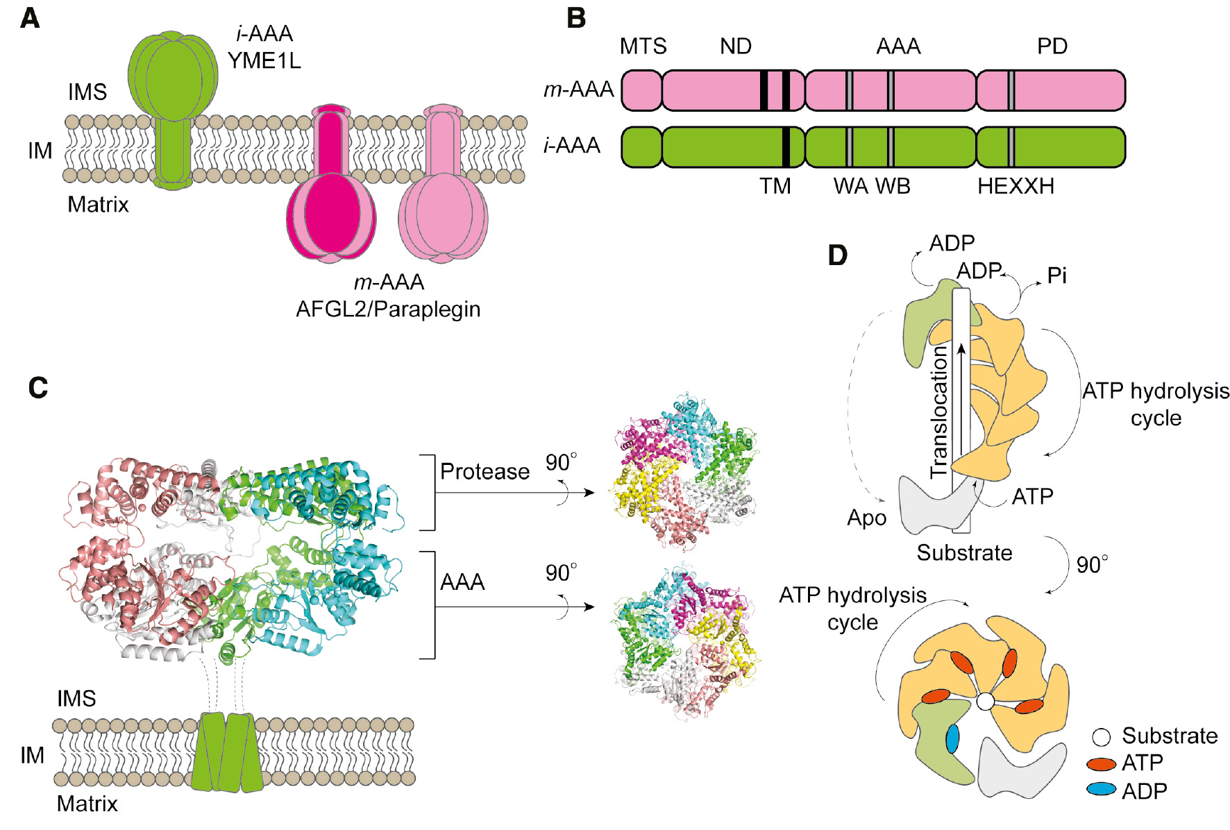 Regulation of mitochondrial plasticity by the i-AAA protease YME1L