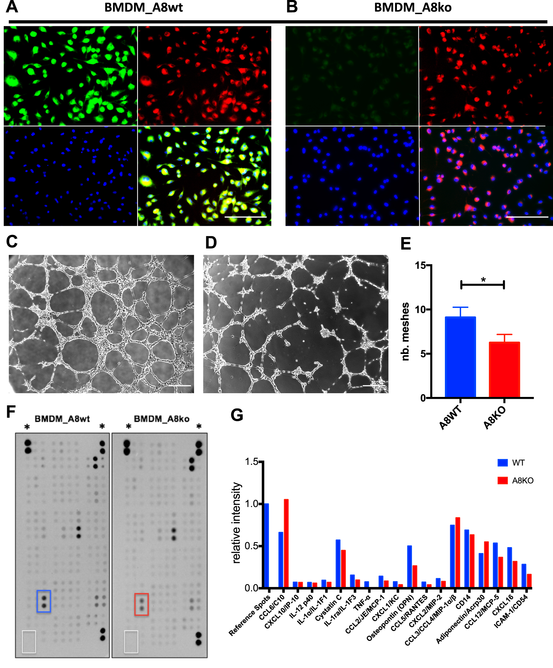 ADAM8 affects glioblastoma progression by regulating osteopontin ...