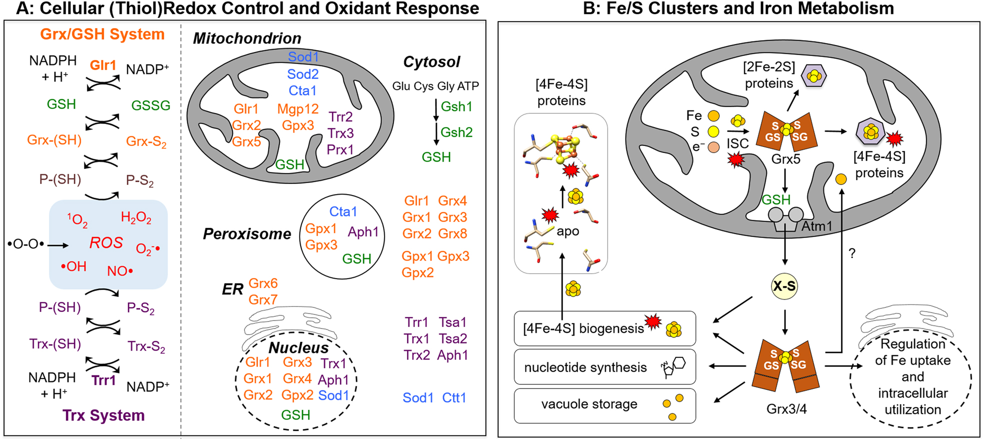 Glutaredoxins and iron-sulfur protein biogenesis at the interface of ...