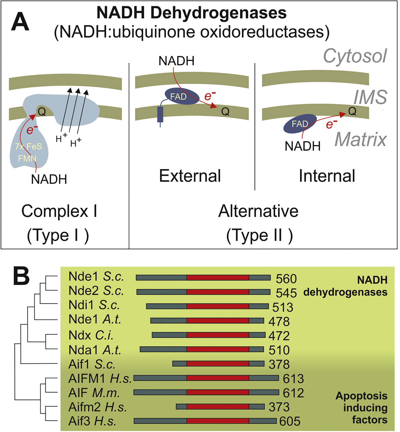 Apoptosis inducing factor and mitochondrial NADH dehydrogenases: redox ...