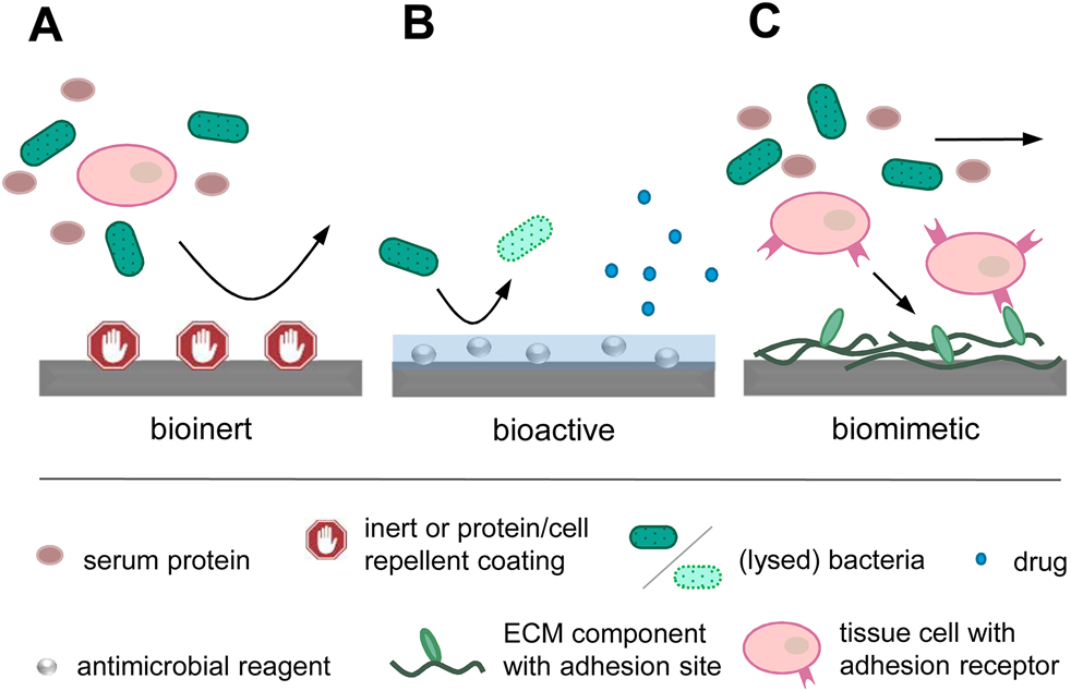Improvement of wound healing by the development of ECM-inspired ...